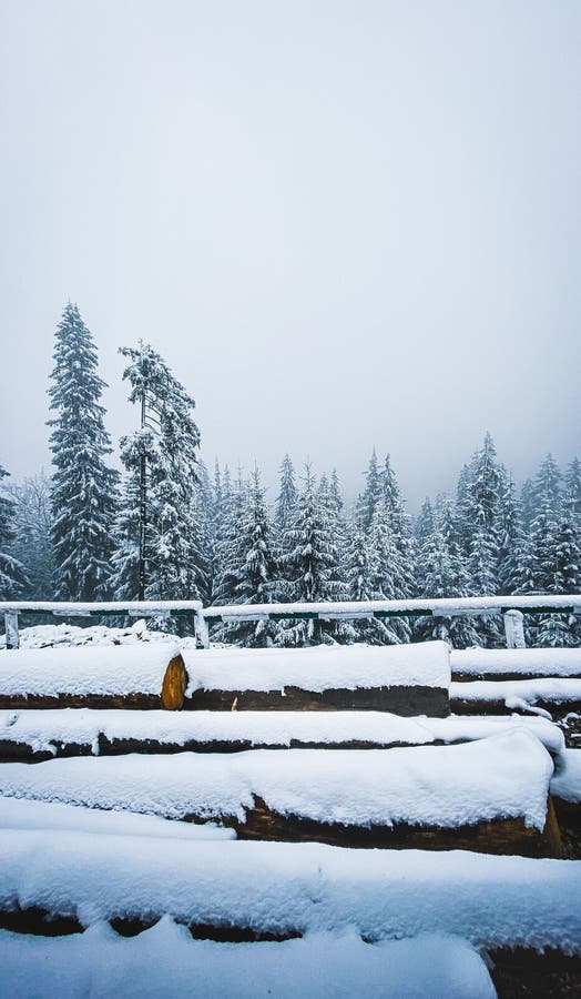 Snow-covered Logs in a Serene Winter Forest with Tall Pine Trees and a ...
