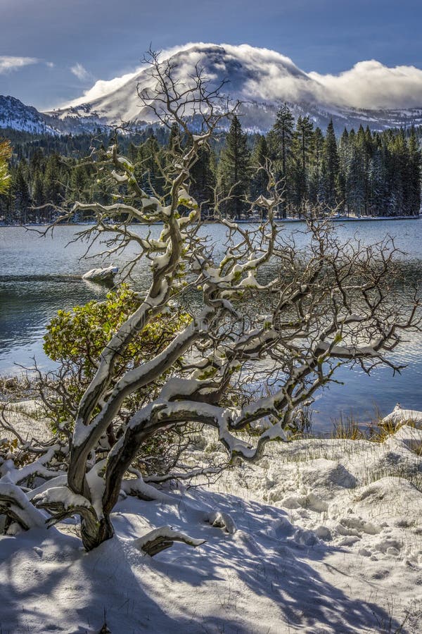 Snow Covered Manzanita Tree Manzanita Lake Lassen Peak Lassen