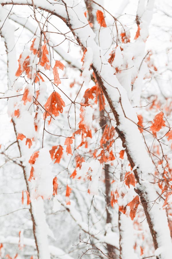 Snow Covered Maple Forest stock photo. Image of nature - 112080804