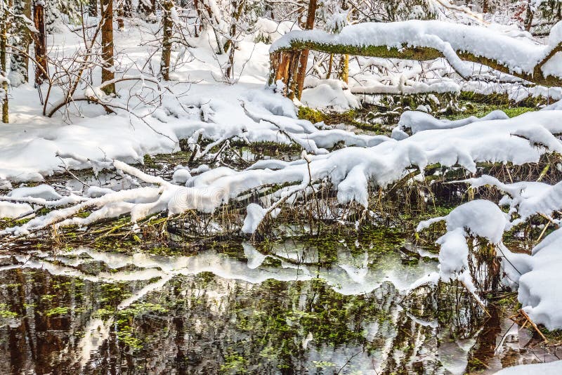 Snow Covered Marsh in Winter Stock Image - Image of water, winter ...