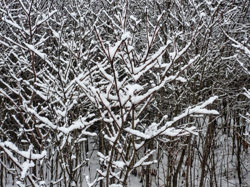 Snow Covered Maze of Branches Stock Photo - Image of cold, outdoor ...