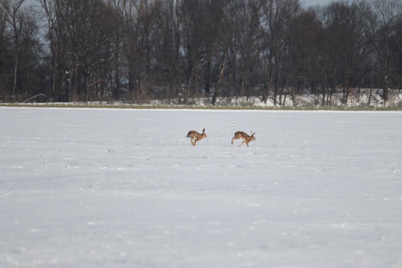 Rabbit on a snowy meadow stock photo. Image of winter - 212168828