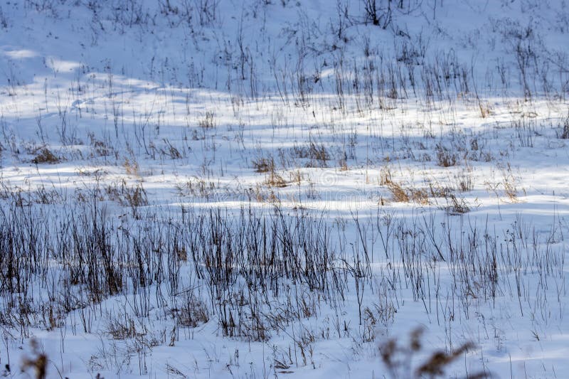 A Meadow in the Forest Covered in Snow Stock Photo - Image of landscape ...