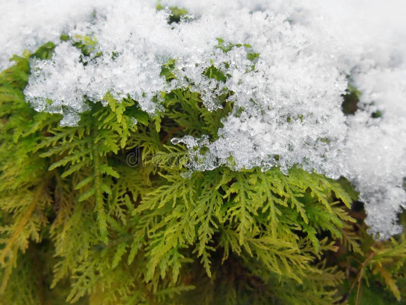 Snow covered moss stock image. Image of snowflake, cold - 50821401