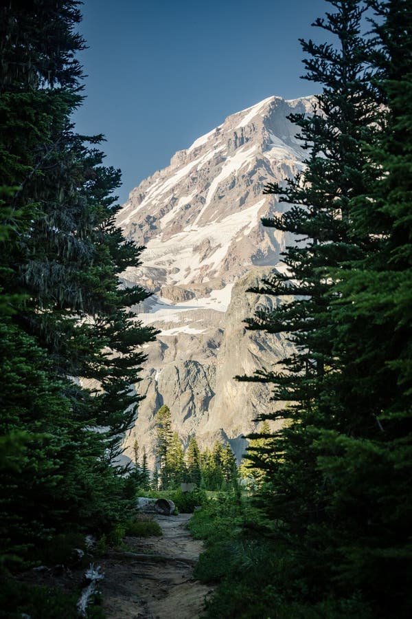 Snow Covered Mount Rainier Stands High Over Klapatche Park Stock Image ...