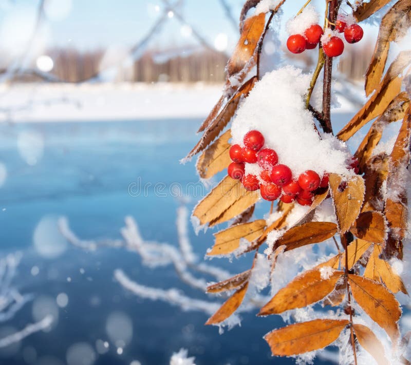 Snow-covered mountain ash stock image. Image of frost - 79353813