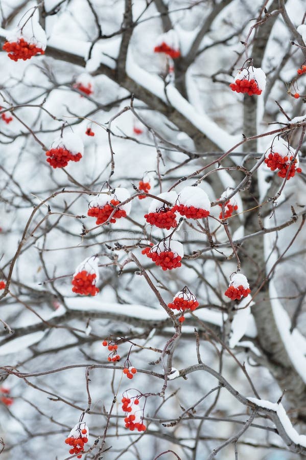 Snow-covered mountain ash stock photo. Image of beauty - 61810698