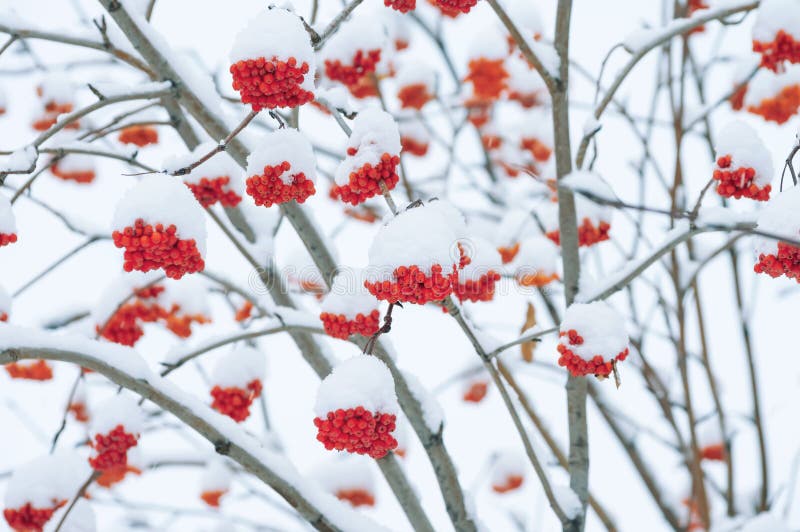Snow-covered mountain ash stock photo. Image of macro - 62044902