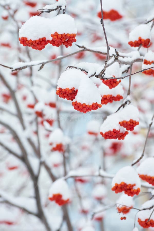 Snow-covered mountain ash stock image. Image of frosted - 61363781