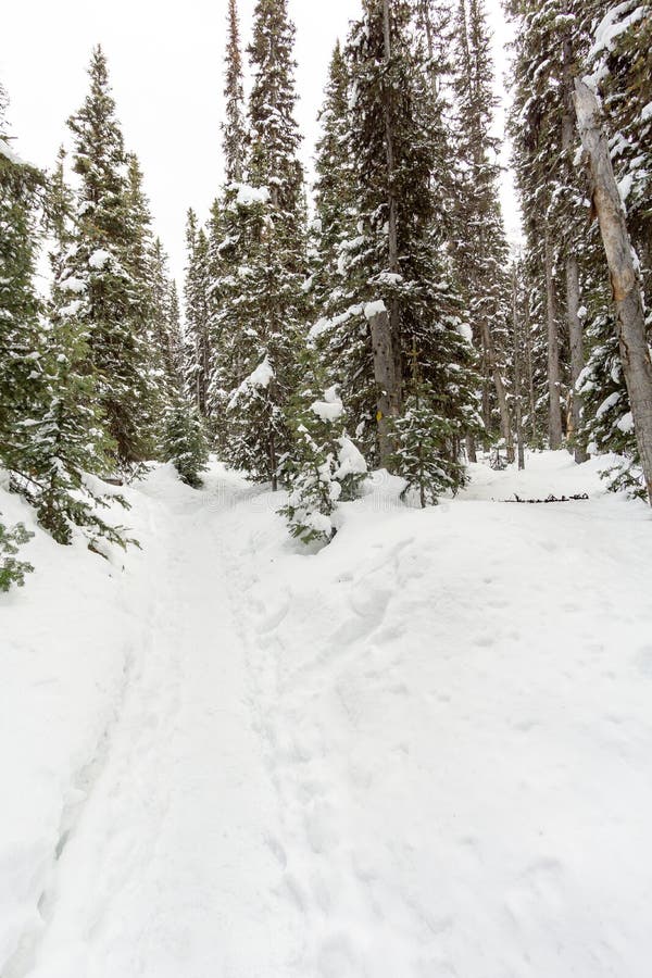 Snow Covered Mountain Trail for Snow Shoeing Stock Image - Image of ...