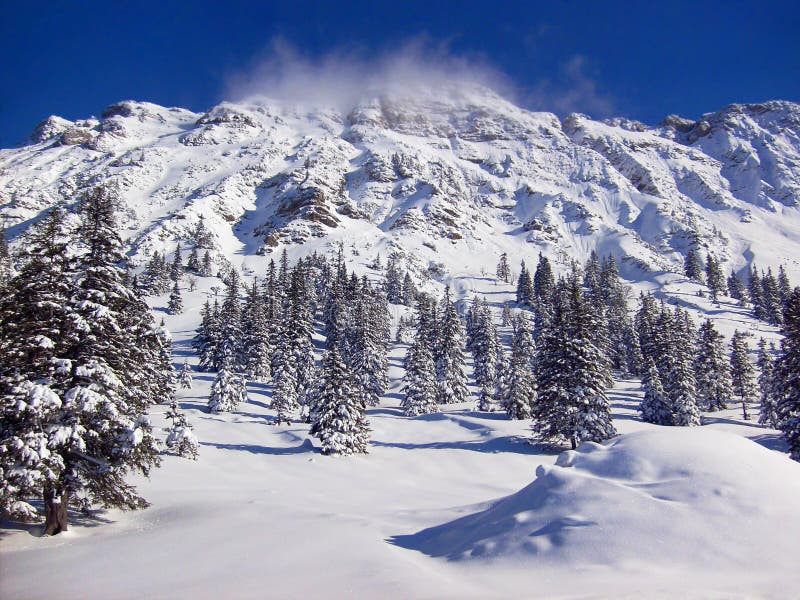 Snowy Alpine Forest stock image. Image of blue, pine, snow - 534167