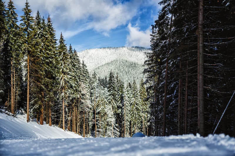 Snow-covered Mountains and Forests, Nature Stock Image - Image of tree ...