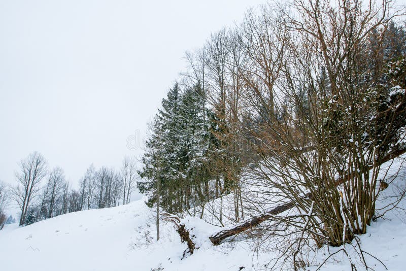 Snow Covered Mountains and Pines on a Heavy Snow Day in Austria Stock ...