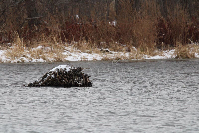 Snow-covered Muskrat Den in the Mississippi River Stock Image - Image ...