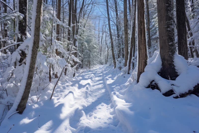 Snow-covered Narrow Forest Trail Captured from a Low Angle Stock Image ...