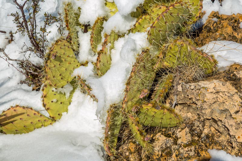 1,821 Snow Cactus Photos - Free & Royalty-Free Stock Photos from Dreamstime