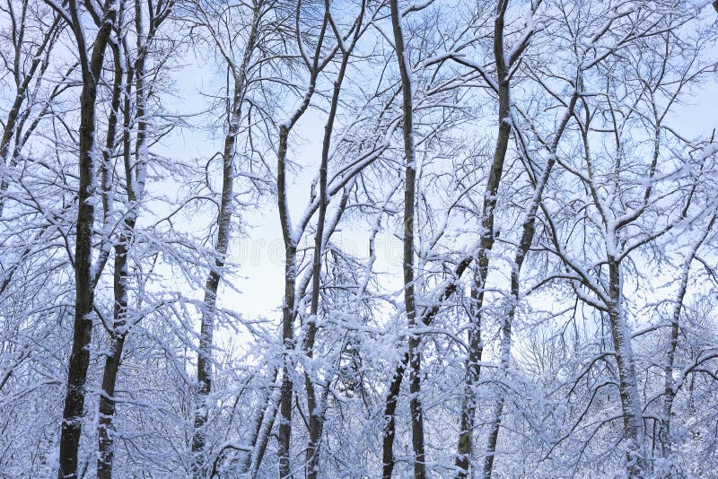 Snow Covered Oak Trees Under Cloudy Sky, New England, US Stock Image ...
