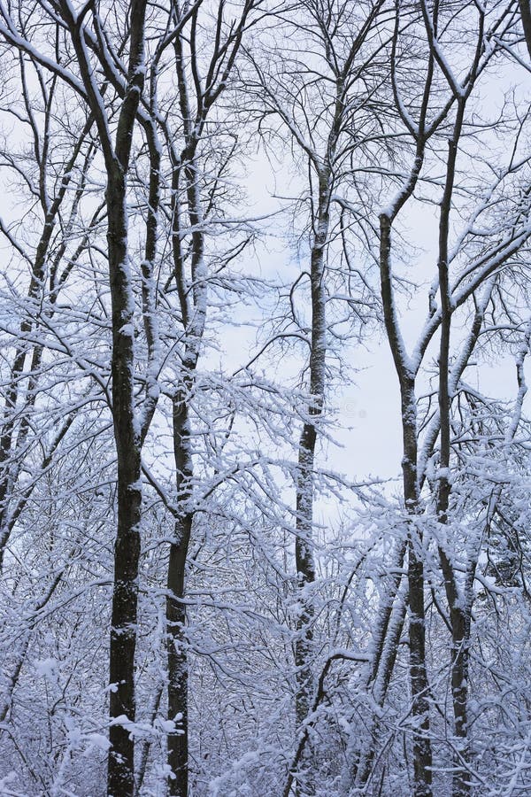 Snow Covered Oak Trees Under Cloudy Sky, New England, US Stock Image ...