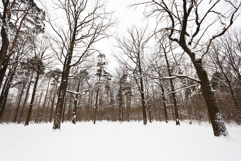 Snow Covered Oaks and Pine Trees on Edge of Forest Stock Photo - Image ...