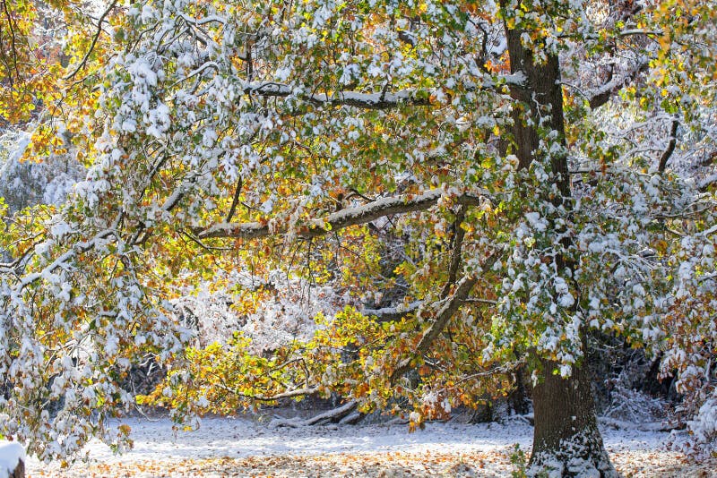 Snow Covered Old Oak Tree with Autumnal Colored Leaves Stock Photo ...