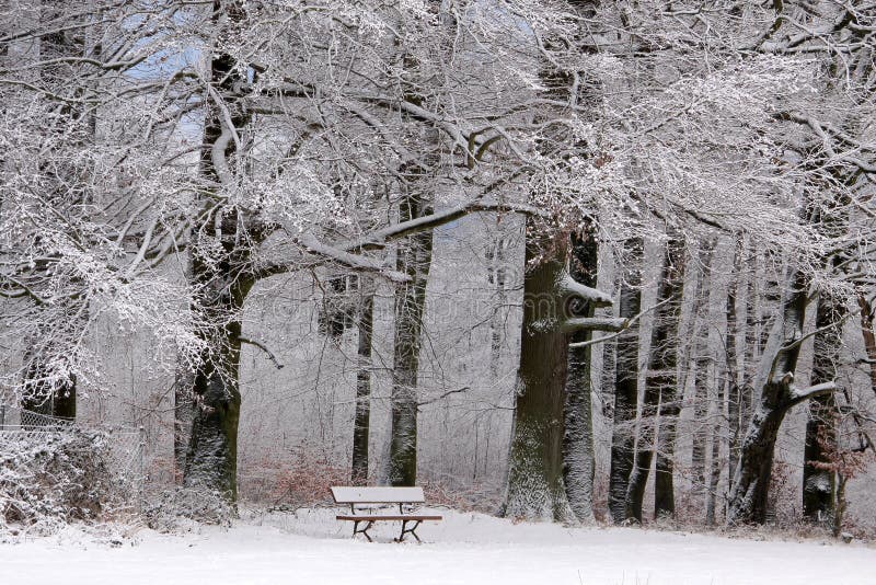 Wintry forest stock image. Image of winter, wintertime - 12484553