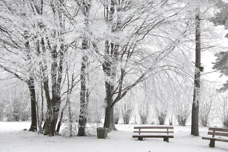 Wintry forest stock image. Image of winter, wintertime - 12484553