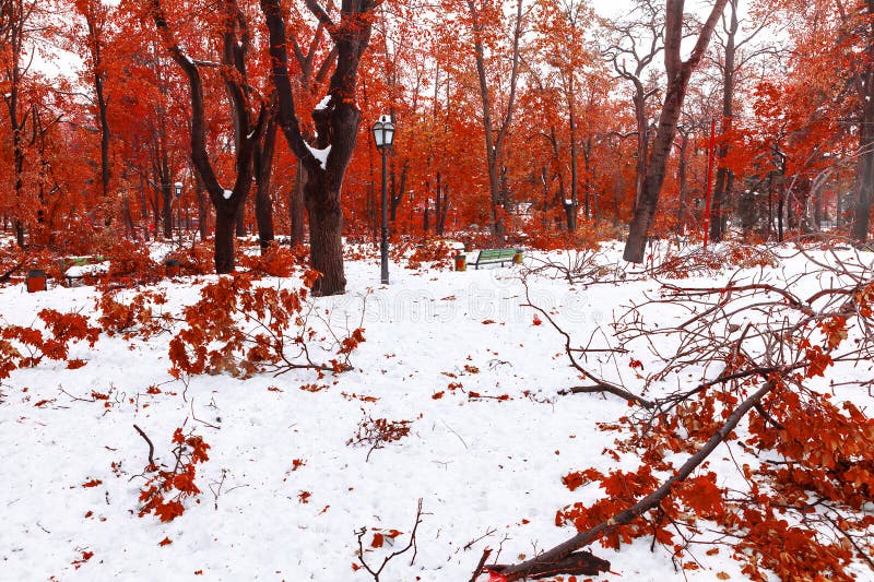 Snow Covered Park Featuring Vibrant Red Trees Stock Image - Image of ...
