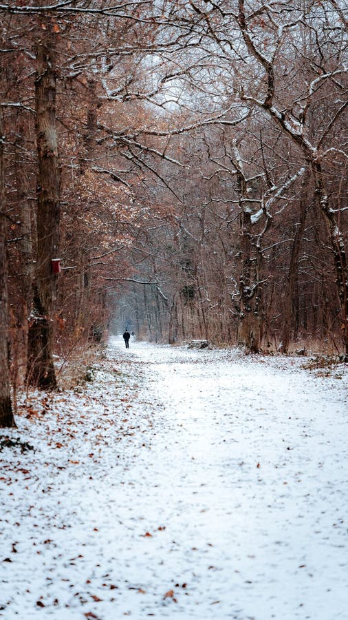 Snow Covered Park Path Surrounded by Trees Stock Photo - Image of ...
