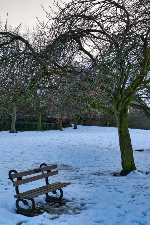 Snow-Covered Park with Wooden Bench and Bare Trees in Harrogate, UK ...