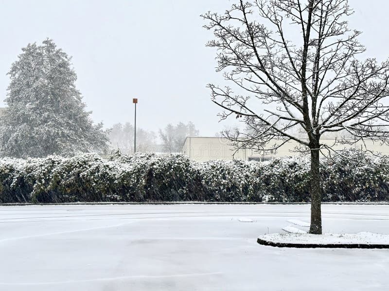 Snow-Covered Parking Lot with Bare Tree and Evergreen Hedges Under ...