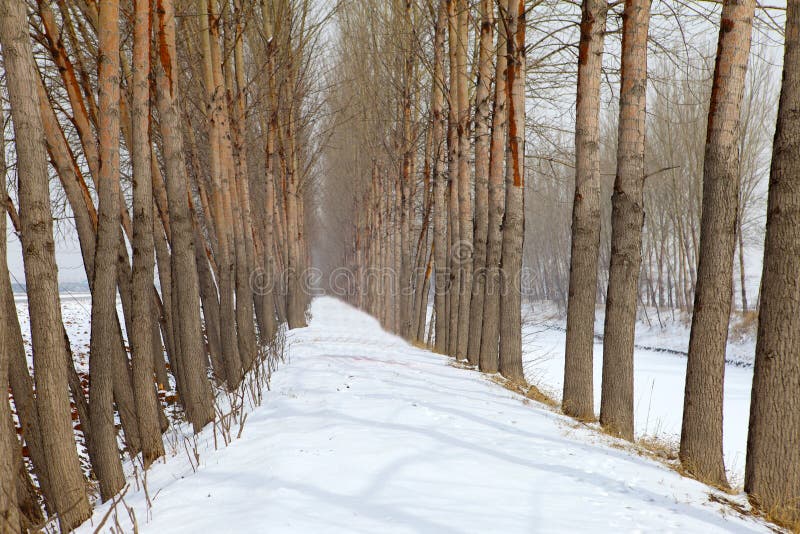 Snow Covered Path stock image. Image of copy, frozen - 17623385