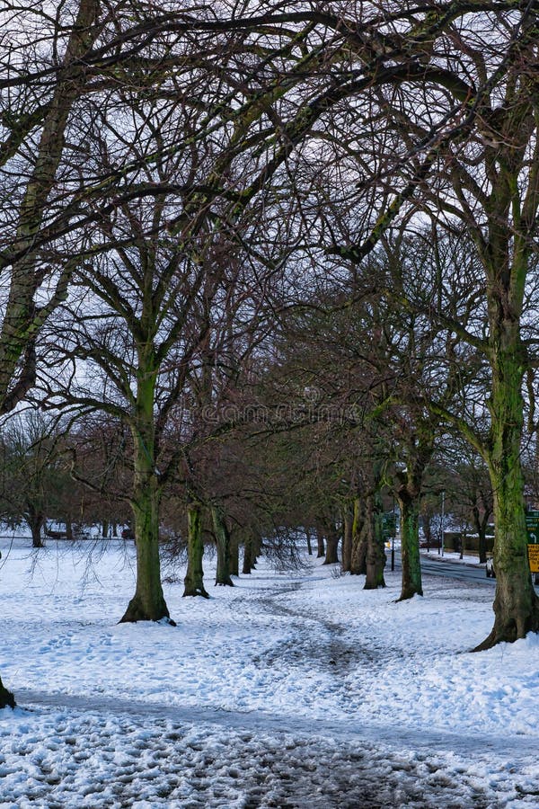Snow-Covered Path through Bare Trees in Park Setting in Harrogate, UK ...