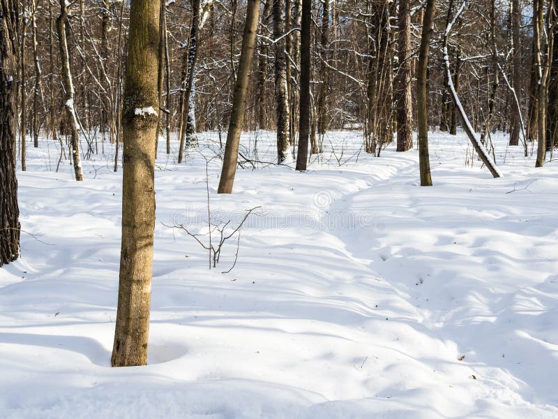 Snow-covered Path in Deep Snow in City Park Stock Image - Image of ...
