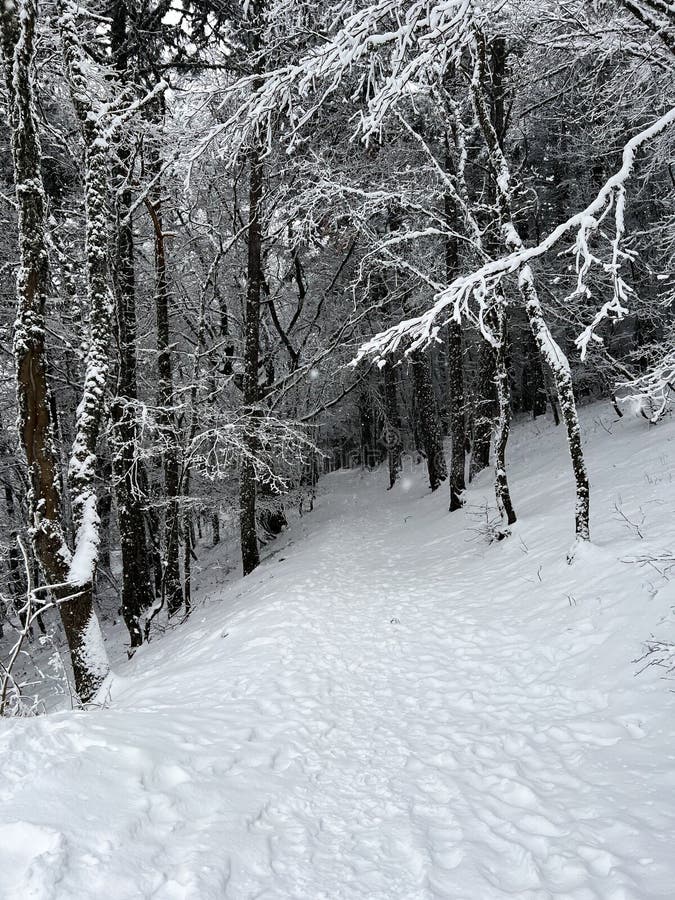 A Snow-covered Path Deep into a Dense Mountain Forest. White Crowns of ...