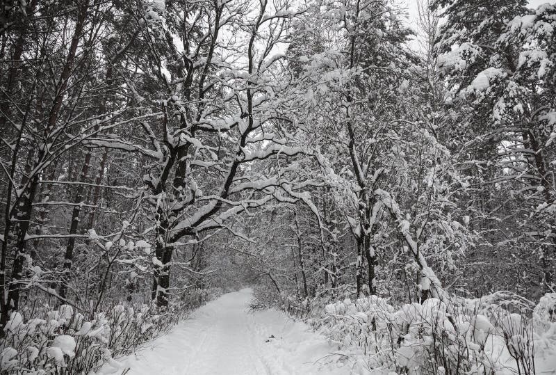 Snow-covered Path in the Forest Stock Photo - Image of nature, pine ...