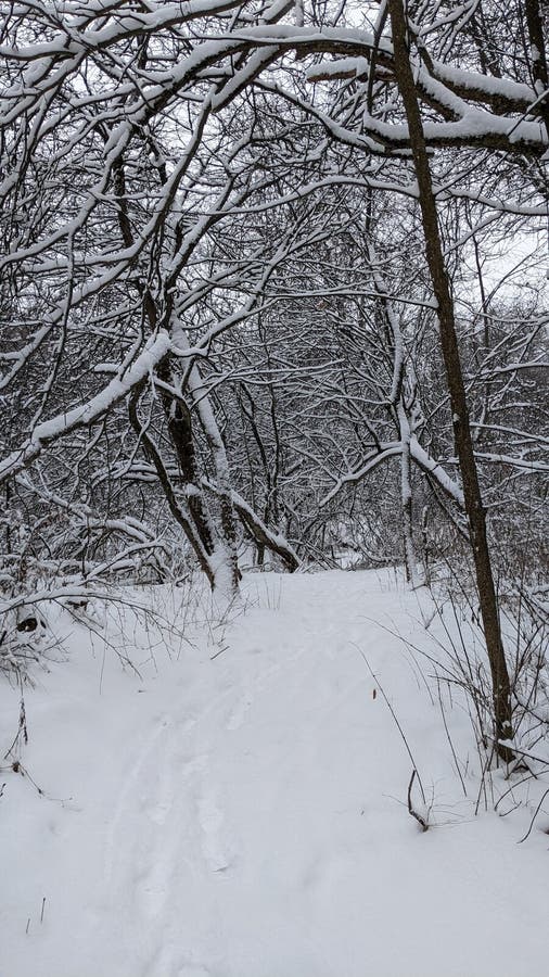 Snow covered path stock photo. Image of forest, outdoor - 243200662