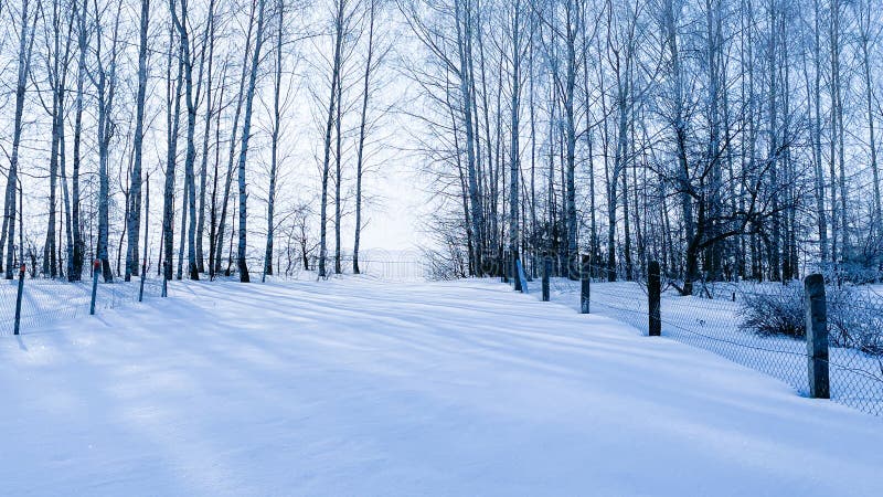A Snow-covered Path in the Forest in Winter Stock Image - Image of ...