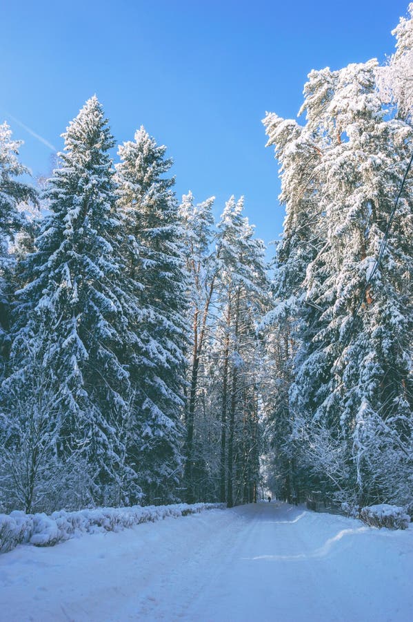 Snow-covered Path in the Park Stock Image - Image of season, magic ...