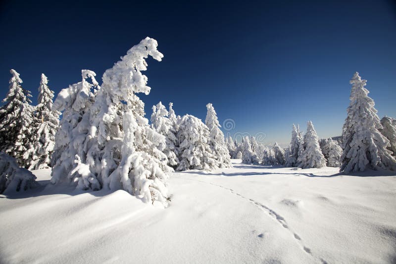 Snowy Winter Landscape with Footsteps Stock Photo - Image of january ...