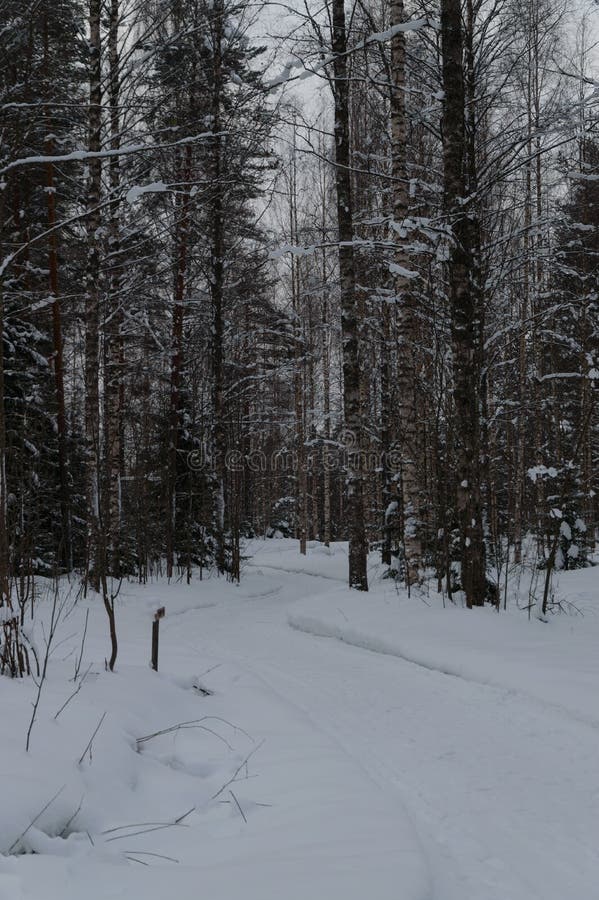 Snow Covered Path in Scandinavian Winter Forest Stock Photo - Image of ...