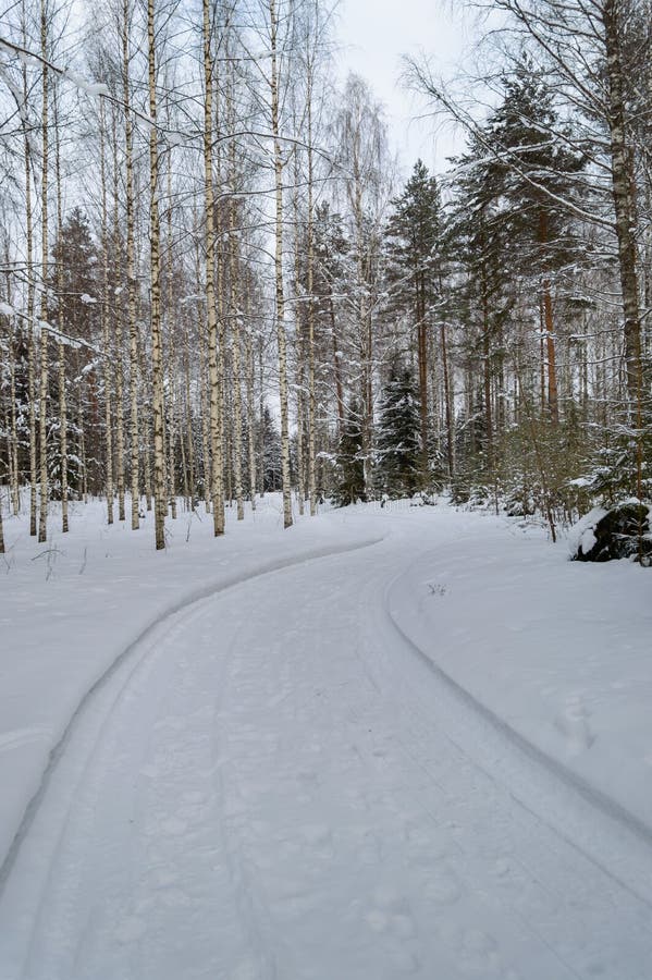 Snow Covered Path in Scandinavian Winter Forest Stock Image - Image of ...