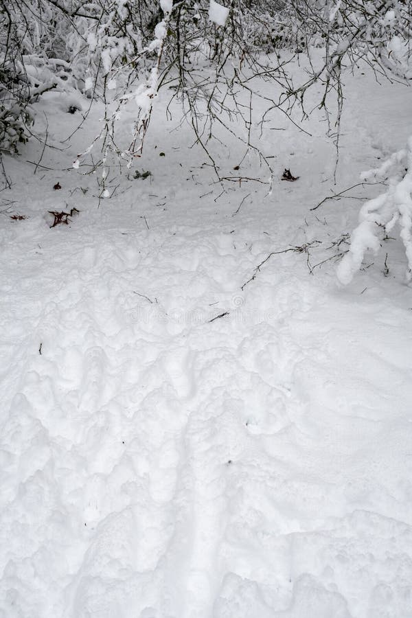 Path of branches stock photo. Image of branches, forest - 45359042
