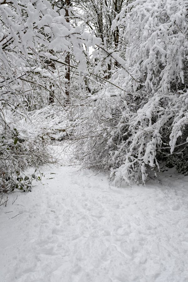 Path of branches stock photo. Image of branches, forest - 45359042