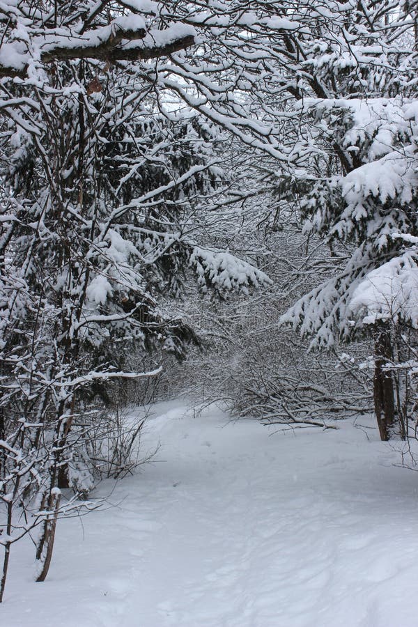 Snow covered path stock image. Image of snow, winter - 243200655
