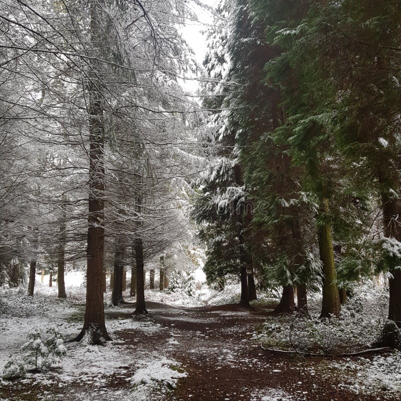 Snowy path stock photo. Image of snow, woodland, winter - 105588966
