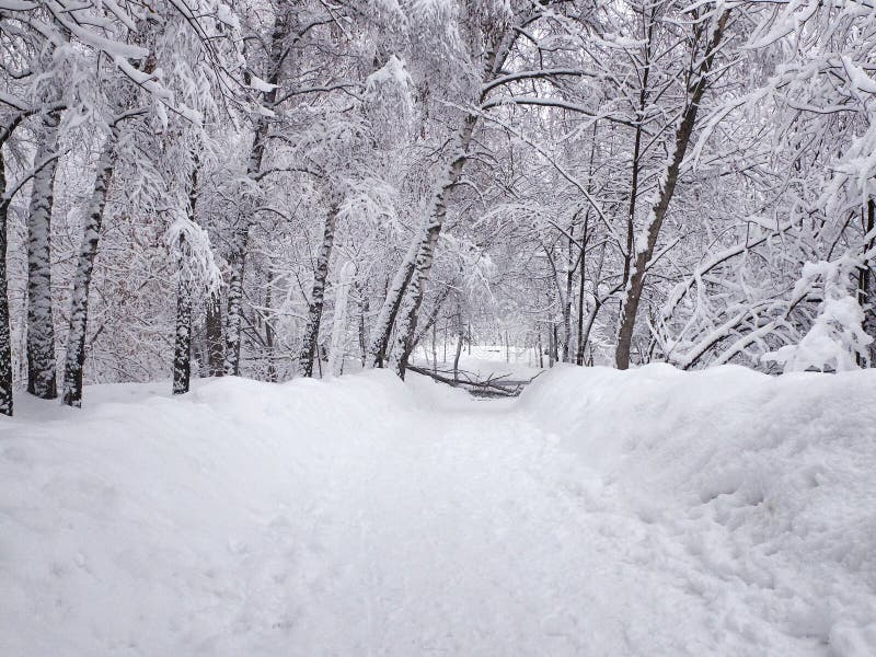Snow-covered Path, Stuck Snow on the Trees and Broken Fallen Tree ...