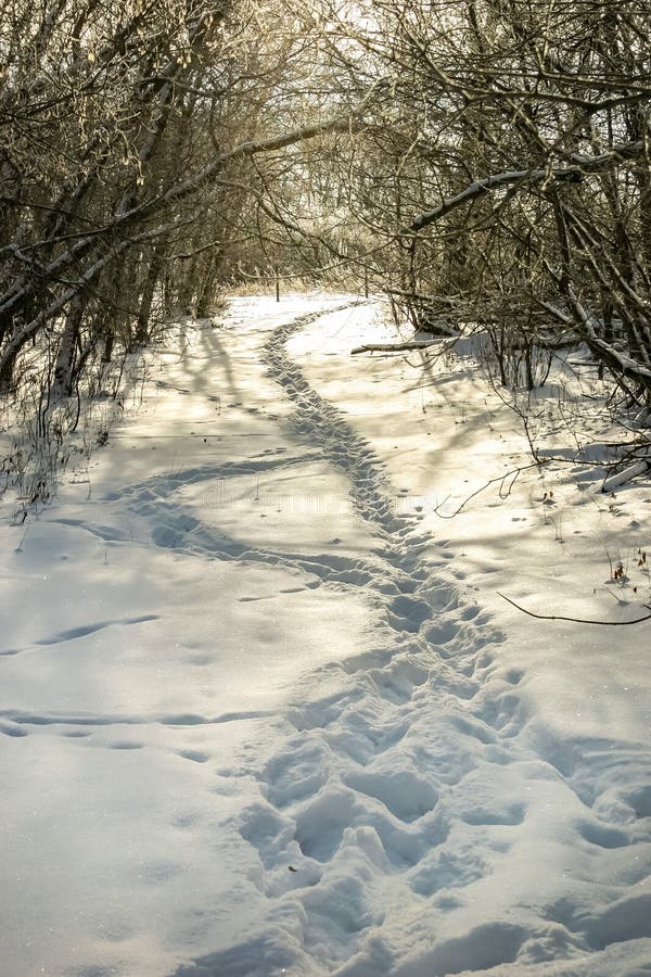 A Snow Covered Path with a Trail of Footprints Leading through the ...
