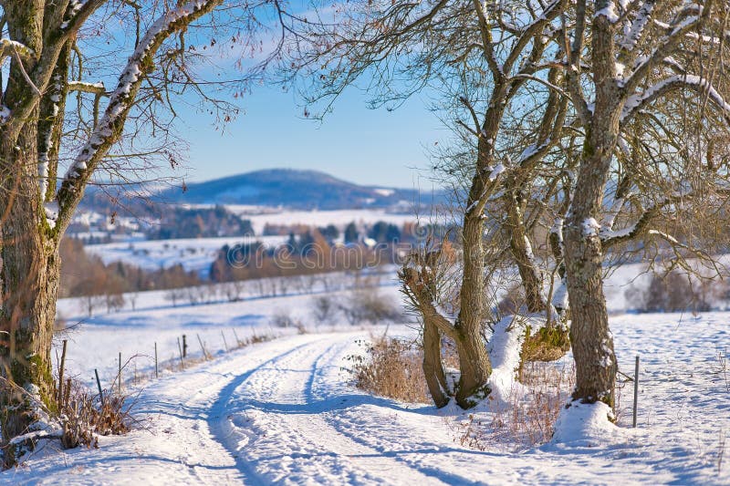 A Snow - Covered Path with Trees Lining the Sides and Two Trails Going ...