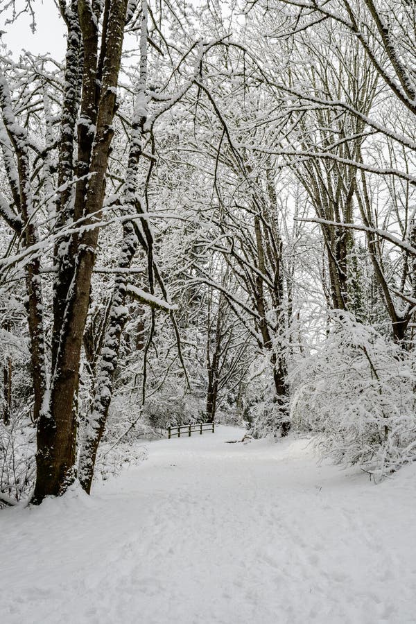 Snow Covered Wood Bench in a Snowy Winter Garden Landscape, Trees and ...
