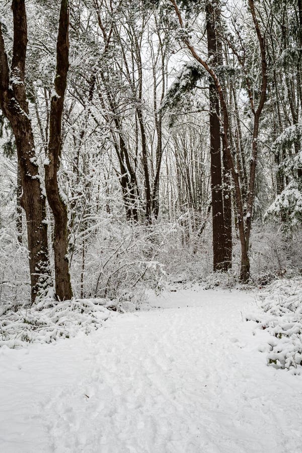 Snow Covered Wood Bench in a Snowy Winter Garden Landscape, Trees and ...